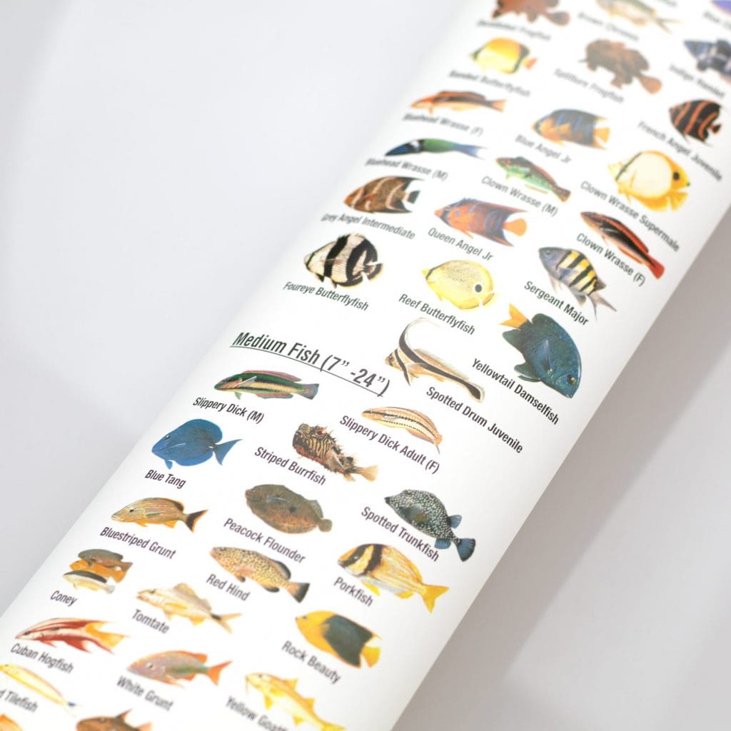 Color Caribbean Fish ID App - AquaSketch