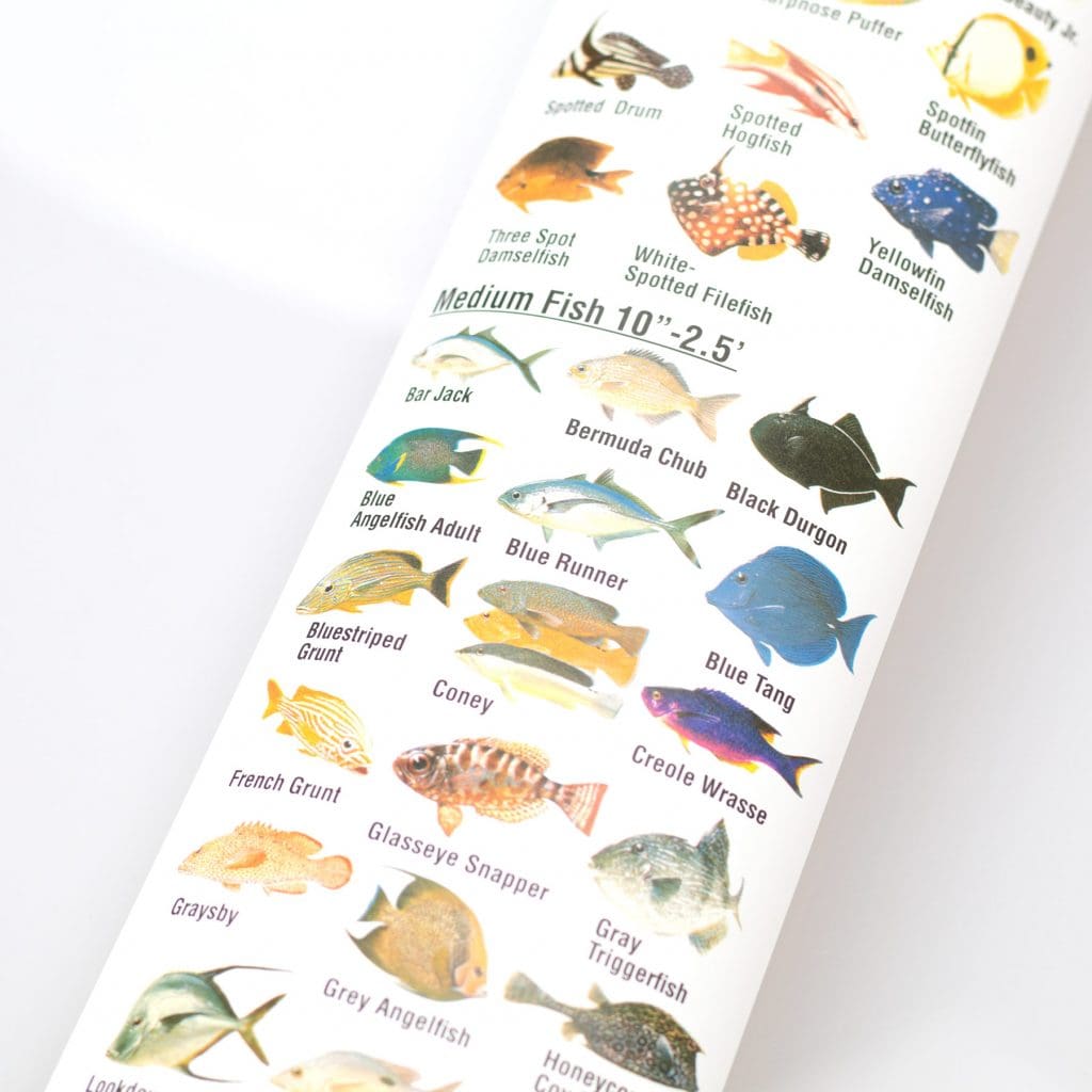 Color Coastal Florida Fish Identification App - AquaSketch